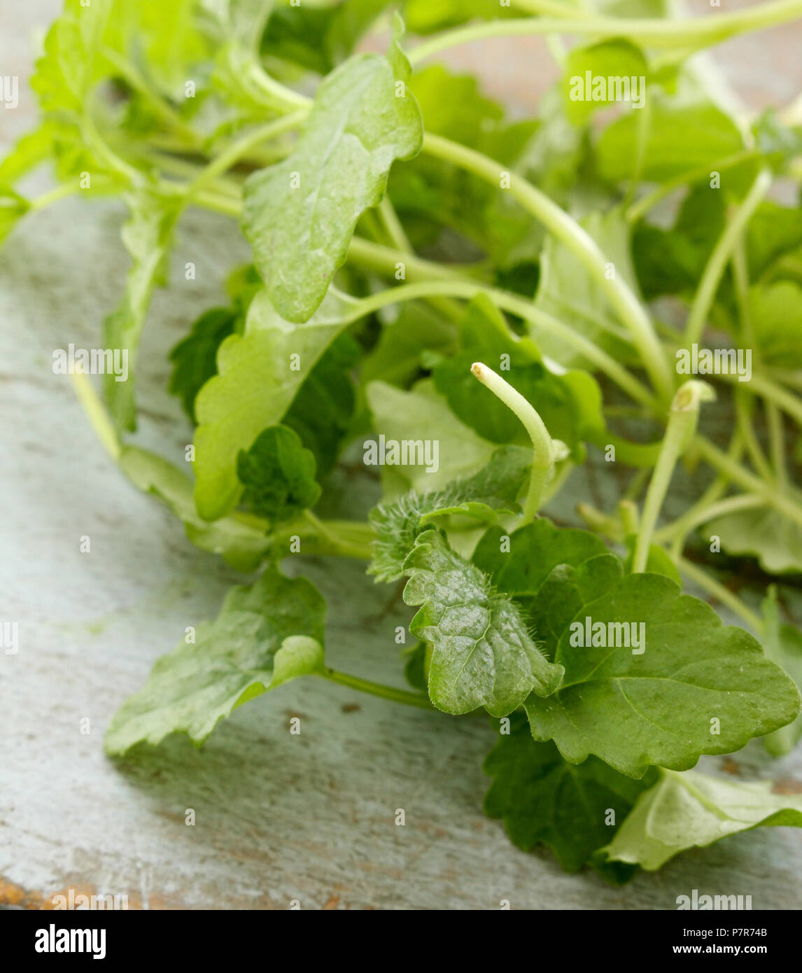 Micro lemon balm hi-res stock photography and images - Alamy