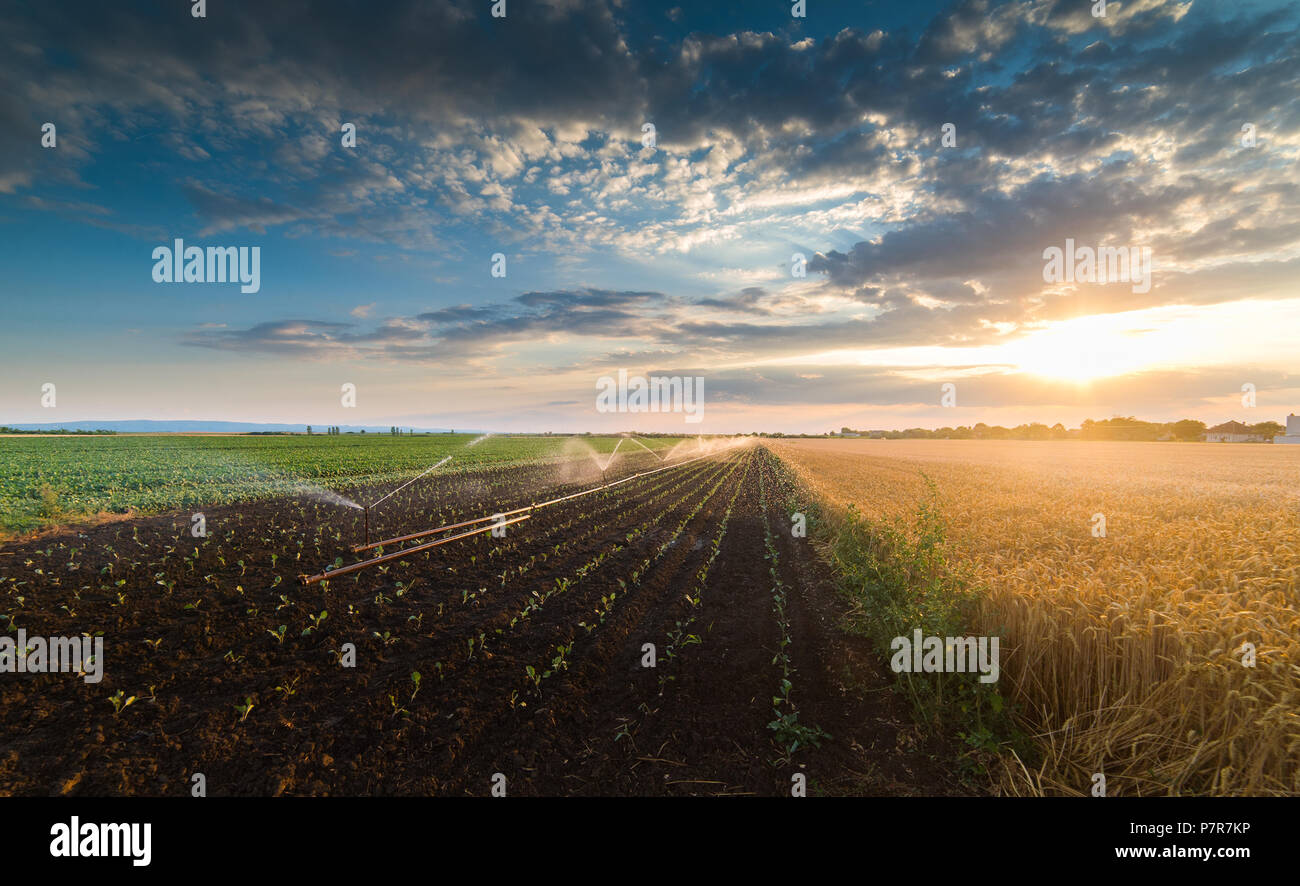 Soybean plant in field watering hi-res stock photography and images - Alamy
