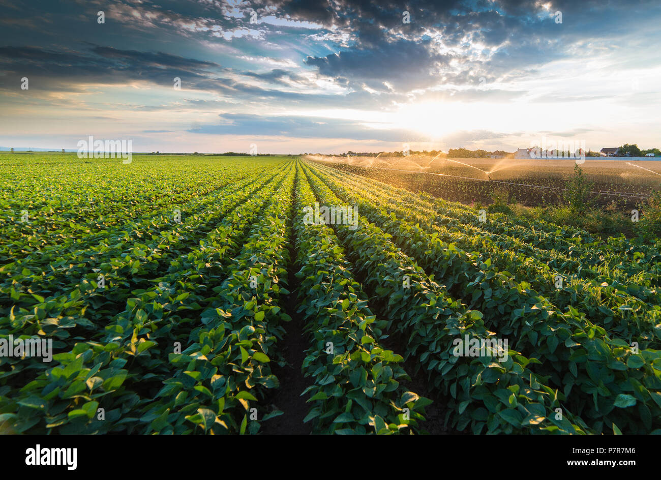 Irrigation system watering a crop of soy beans at field Stock Photo - Alamy