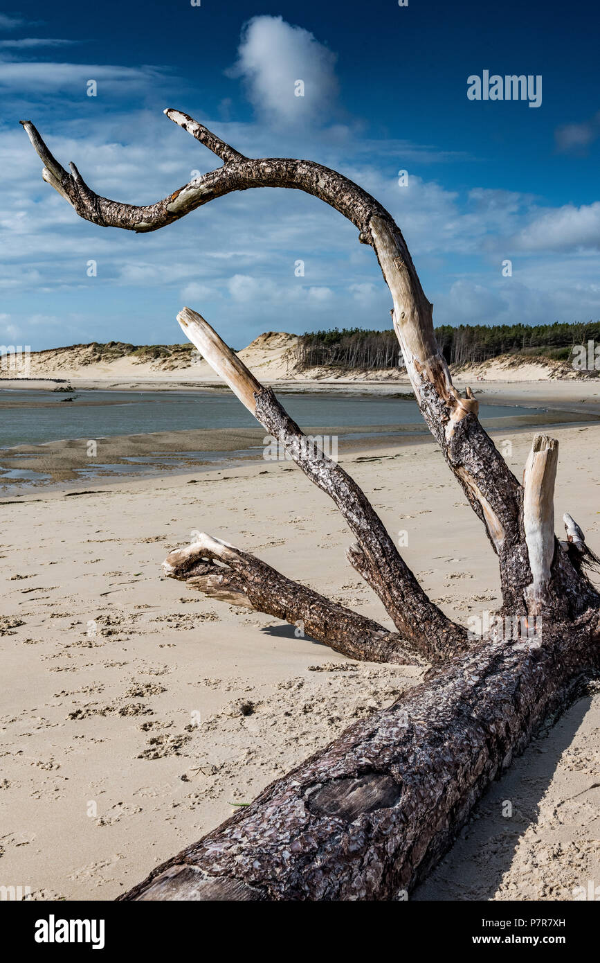Dead tree branch on beach hi-res stock photography and images - Alamy