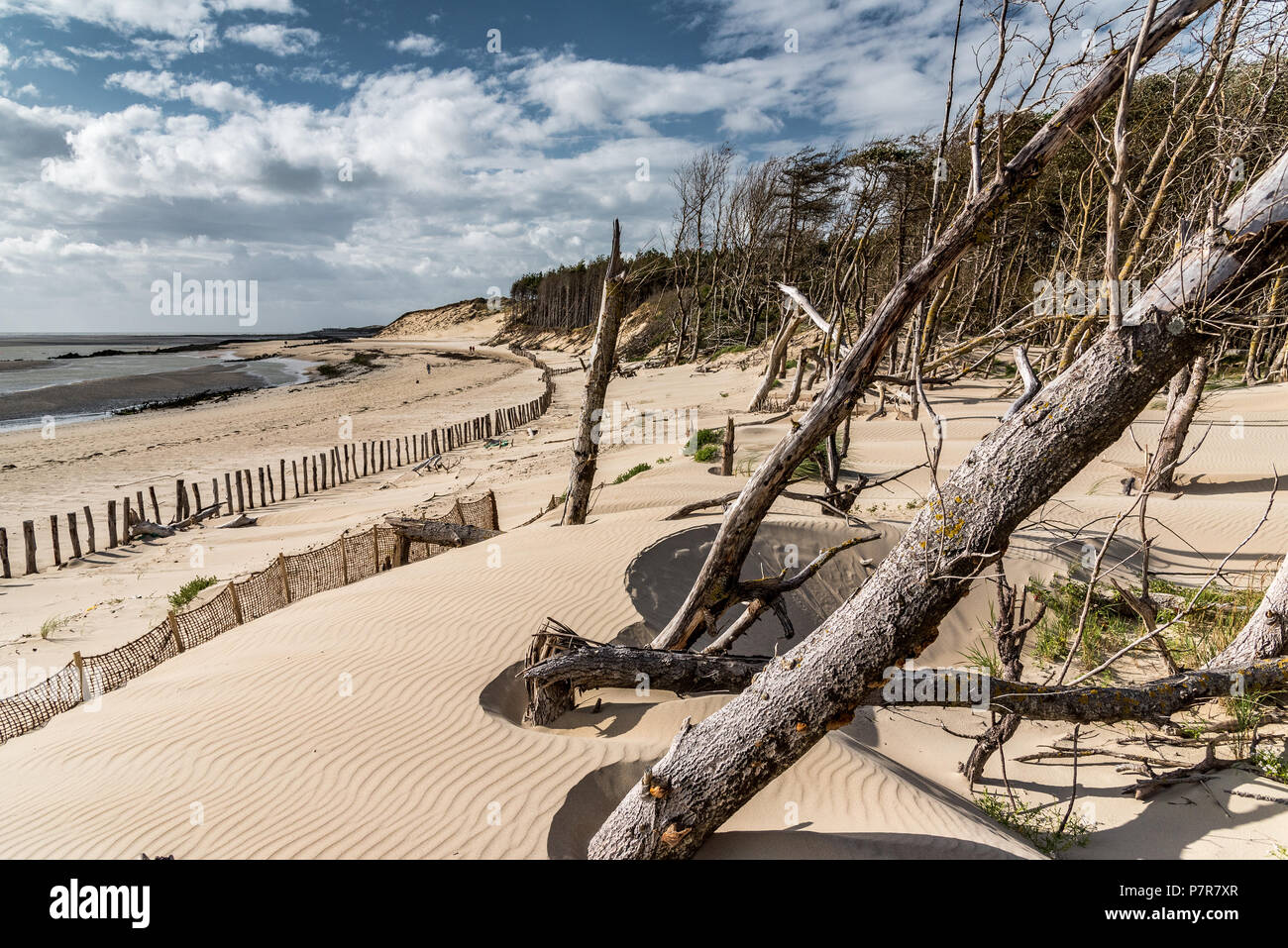 Tree Skeleton Beach High Resolution Stock Photography and Images - Alamy