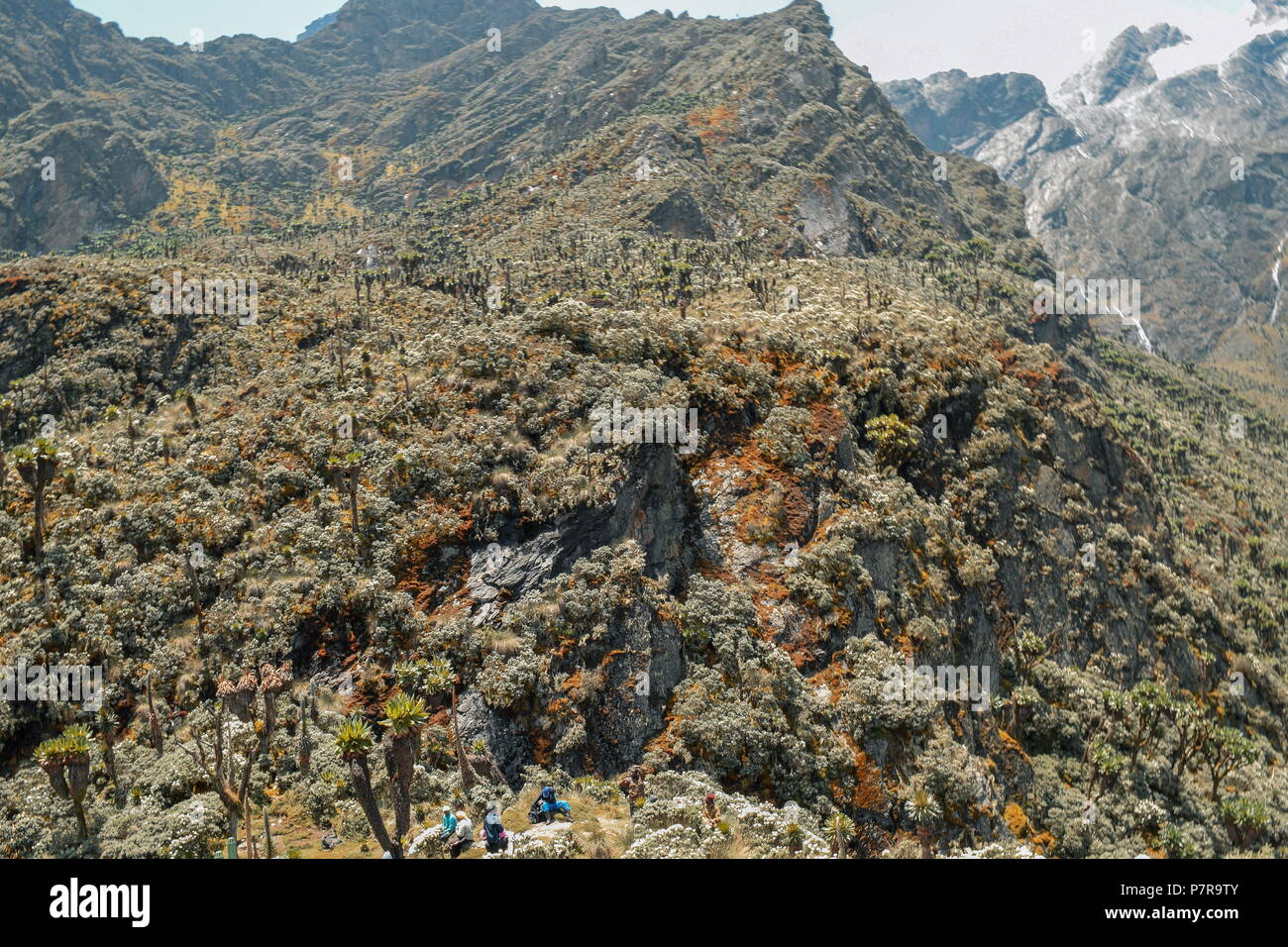 Mount Stanley, the highest mountain in the Rwenzori Mountain Range ...