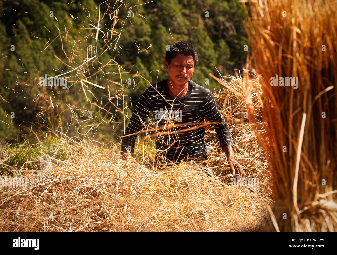 Thrashing hi-res stock photography and images - Alamy