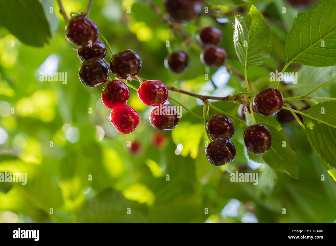 Red and sweet cherry trees in orchard - branch in early summer Stock ...