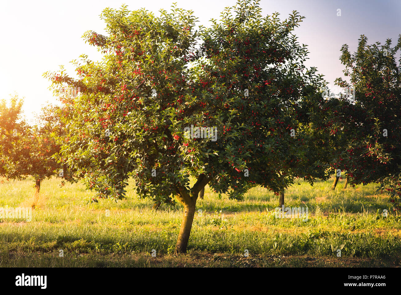 Cherry trees in orchard hi-res stock photography and images - Alamy