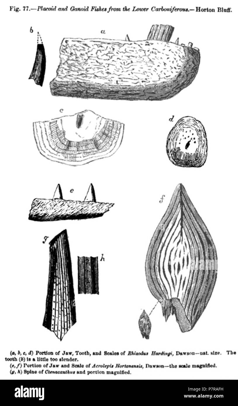 English: Blue Beach fish fossils from Dawson's Acadian Geology . 1899 ...