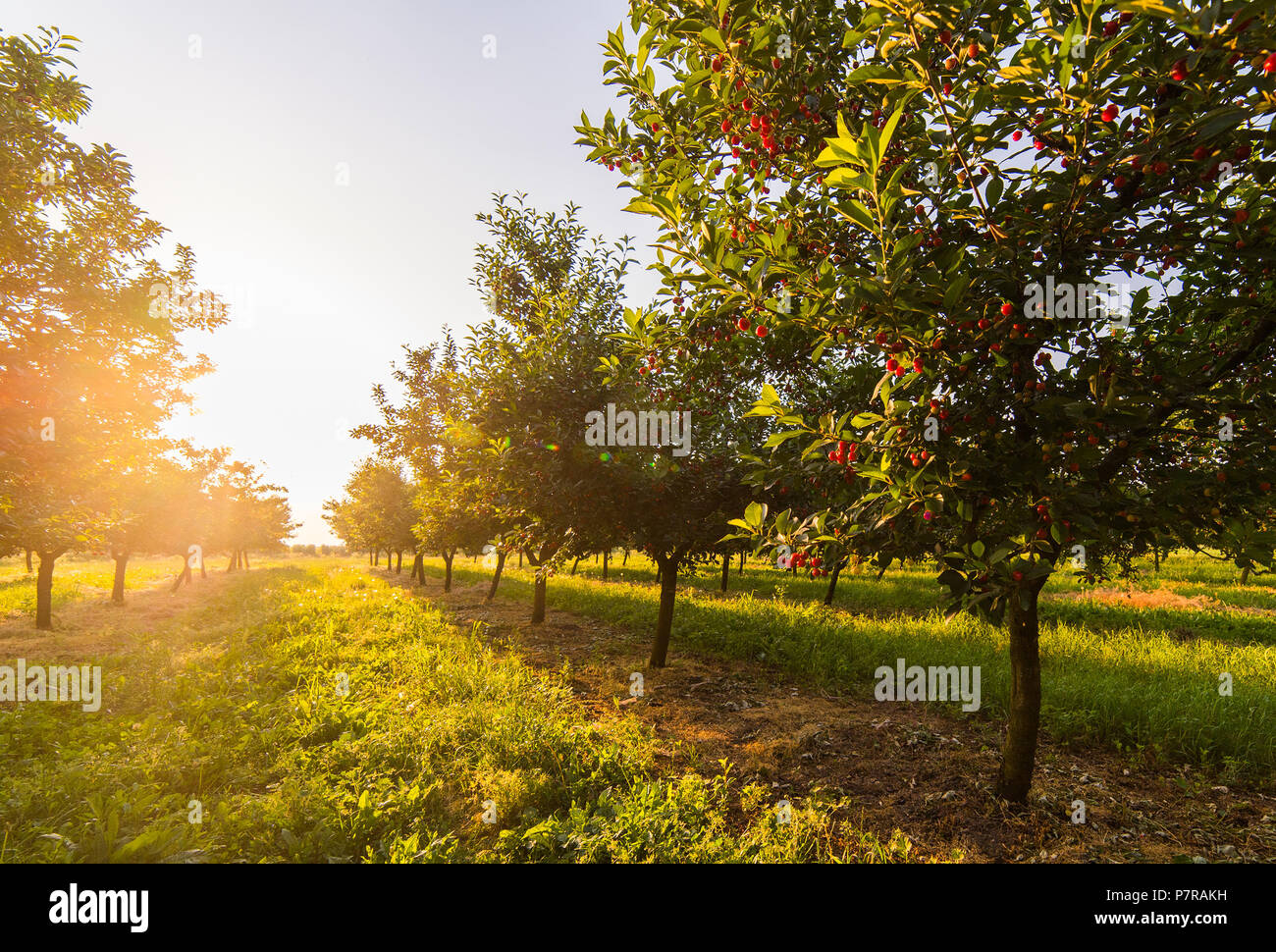 Red and sweet cherry trees in orchard - branch in early summer Stock ...