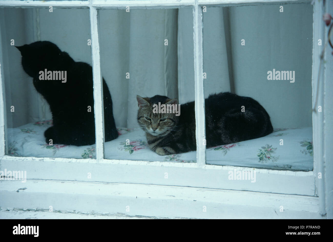Close up of cats through window Stock Photo - Alamy