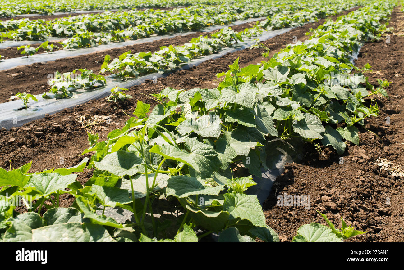 Young fresh cucumber plantation - cultivation of cucumbers in fields ...