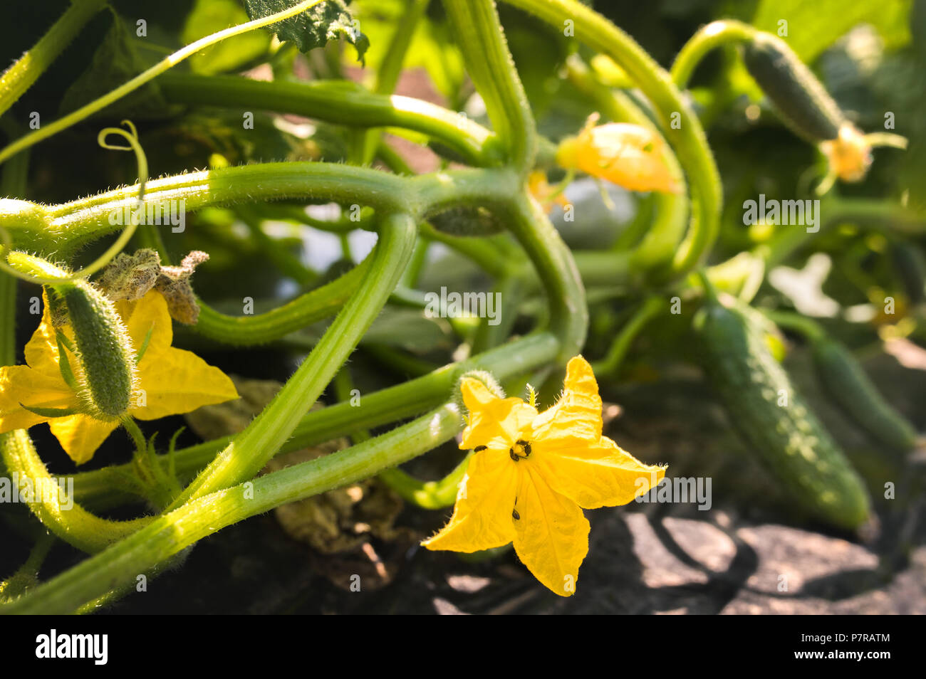 Cucumber plantation hi-res stock photography and images - Alamy