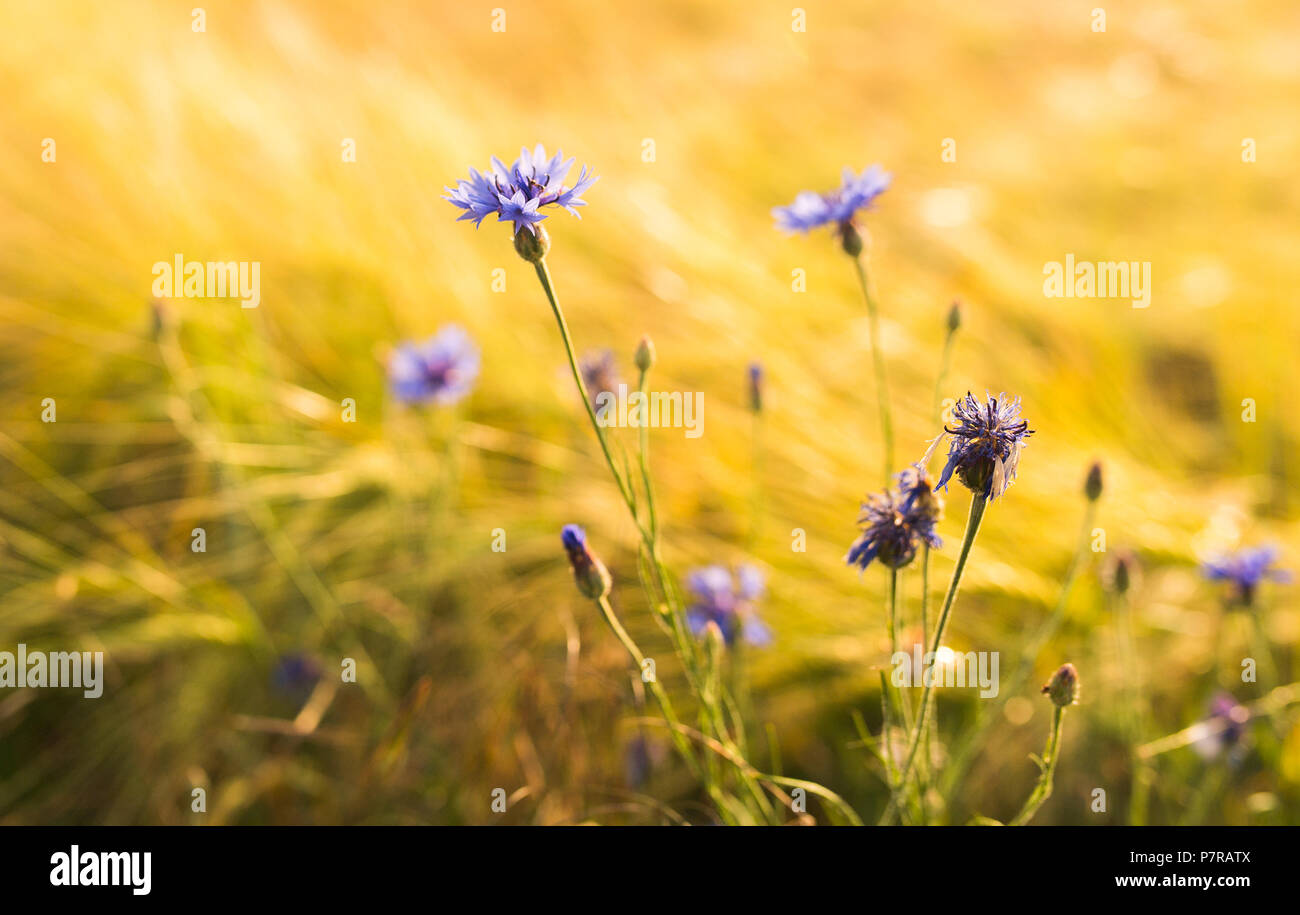 Wheat plantation wild flowers hi-res stock photography and images - Alamy