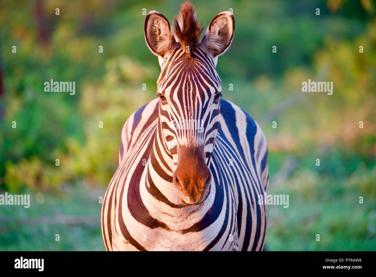 Stunning zebra in beautiful light Stock Photo - Alamy