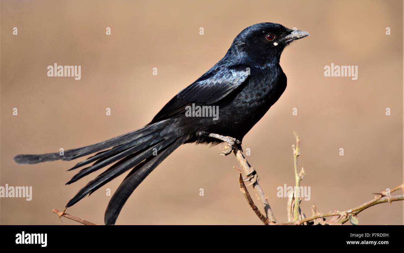 Long forked tailed birds hi-res stock photography and images - Alamy