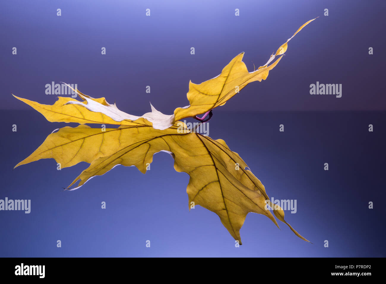 Studio shot of side view of golden yellow maple leaf and its reflection ...