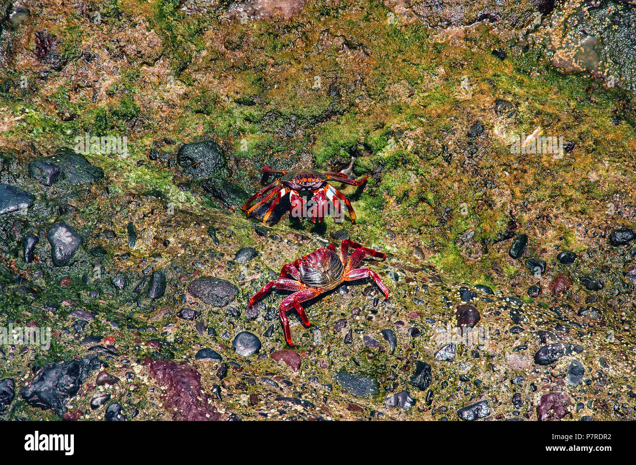 Crab in rocks hi-res stock photography and images - Alamy
