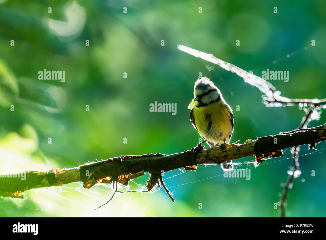 Beautiful Yellow Bird Great Tit Sitting On A Twig With Food In A Beak Blurred Nature Green