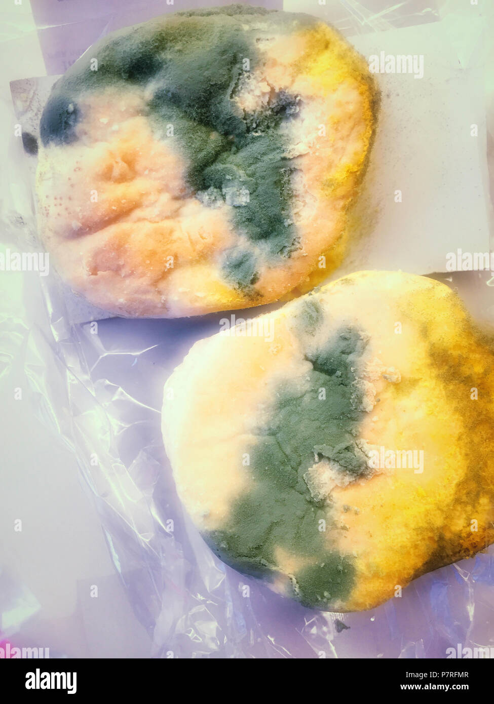 Bacteria biology hi-res stock photography and images - Alamy