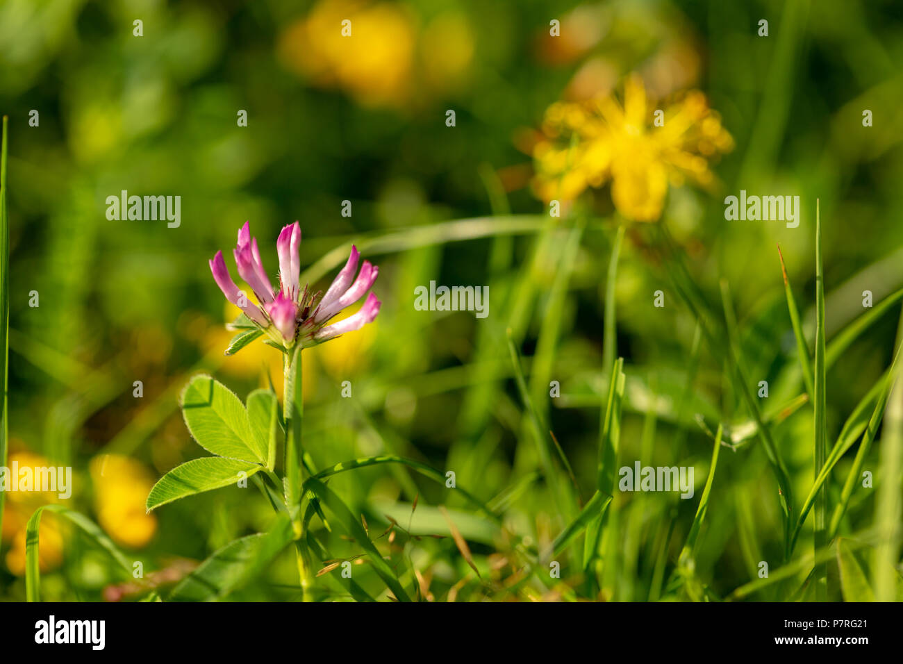 Beautifulflower hi-res stock photography and images - Alamy