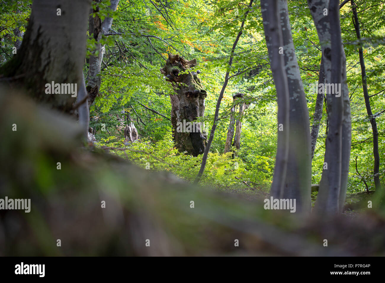 The trunk of a rotten tree in the forest. Stump looks like a totem ...