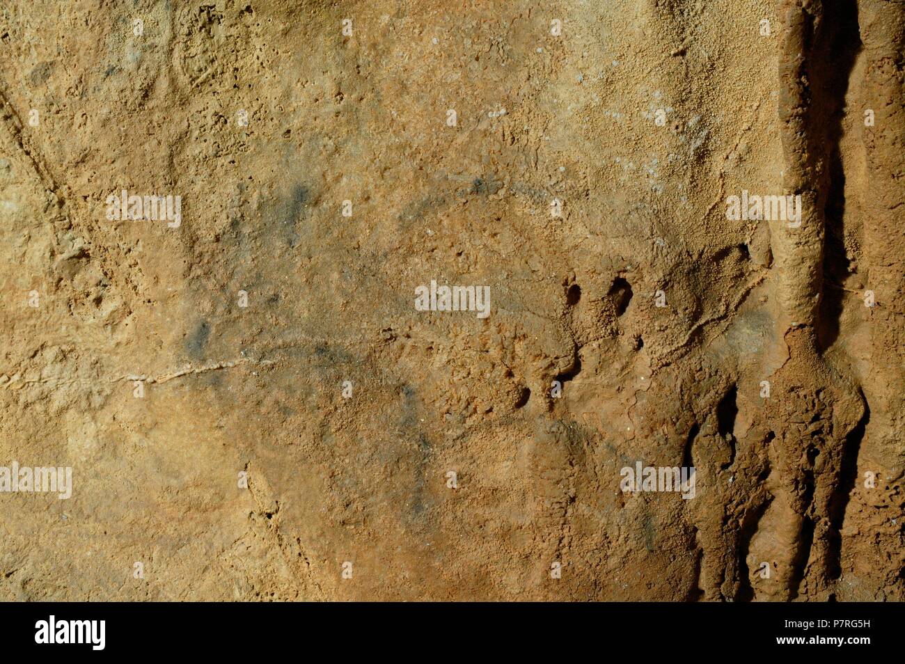 CAVE OF SANTIMAMIÑE. PAINTINGS. SET OF ANIMALS CONTOURED IN BLACK ...