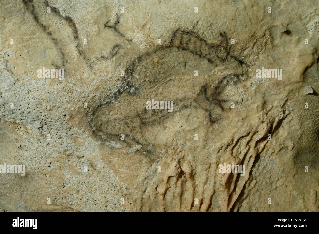 CAVE OF SANTIMAMIÑE. PAINTINGS SET OF ANIMALS CONTOURED IN BLACK. BISON ...