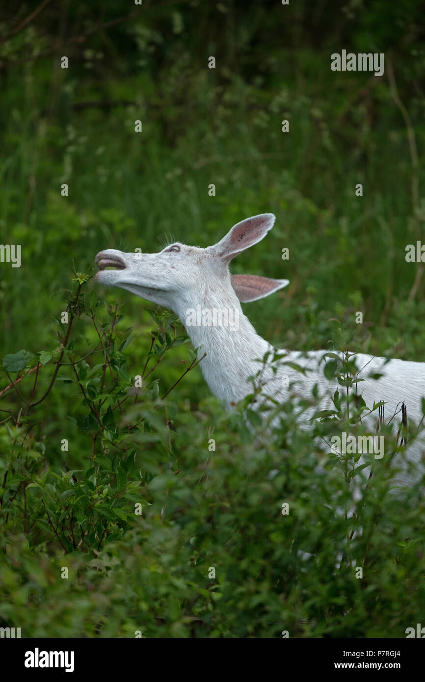 White white-tailed deer (Odocoileus virginianus), New York, leucistic ...