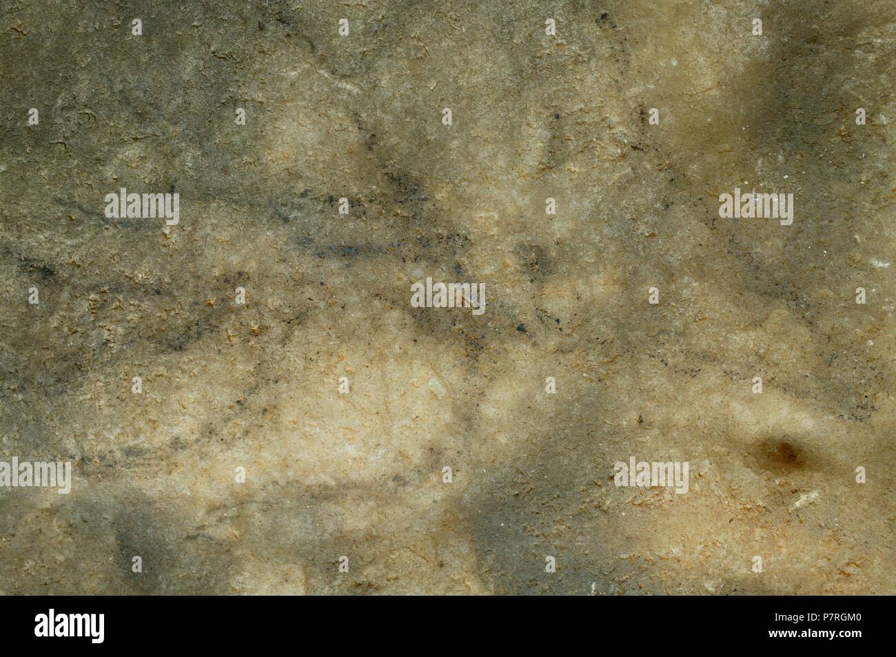 CAVE OF SANTIMAMIÑE. PAINTINGS. SET OF ANIMALS CONTOURED IN BLACK ...