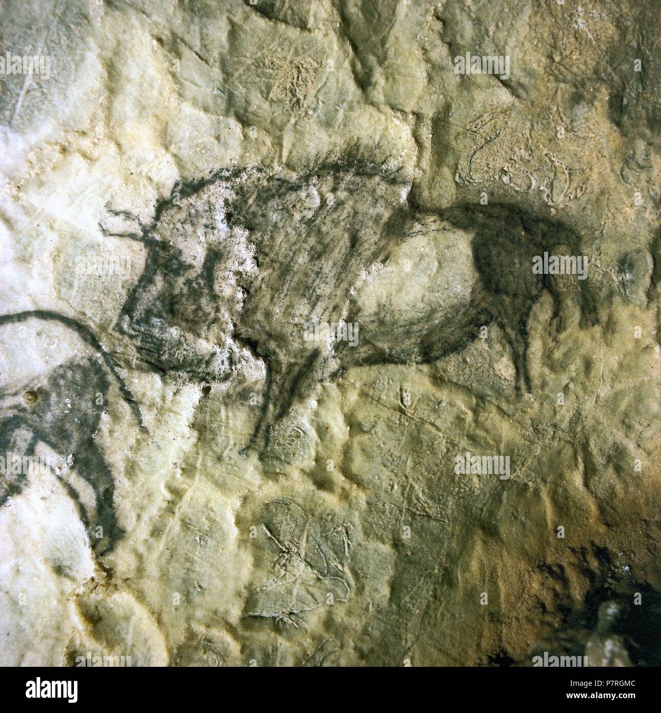 CAVE OF SANTIMAMIÑE. BISON. VIZCAYA, BASQUE COUNTRY, SPAIN Stock Photo ...