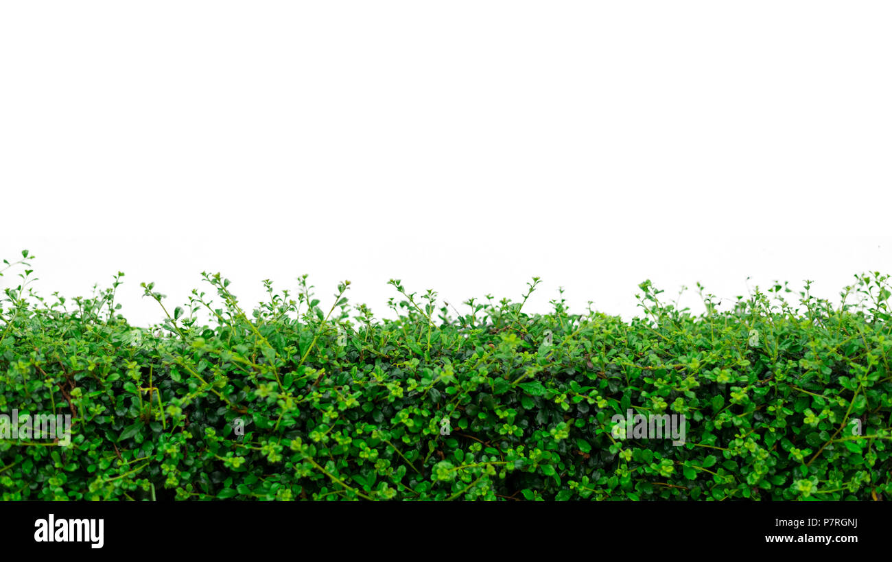 Hedge plant isolated on white background. Nature and Decoration concept ...