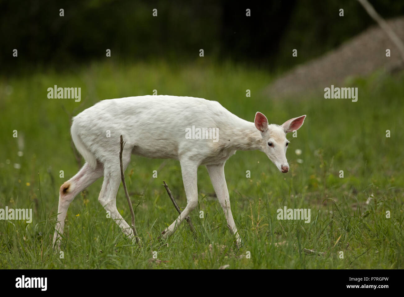 White white-tailed deer (Odocoileus virginianus), New York, leucistic ...