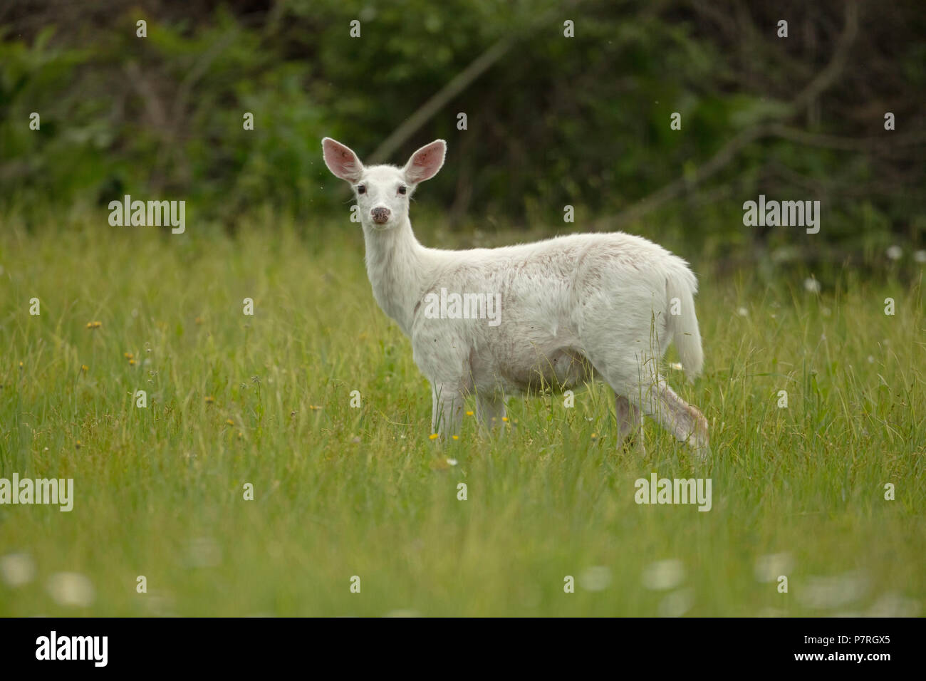 White white-tailed deer (Odocoileus virginianus), New York, leucistic ...