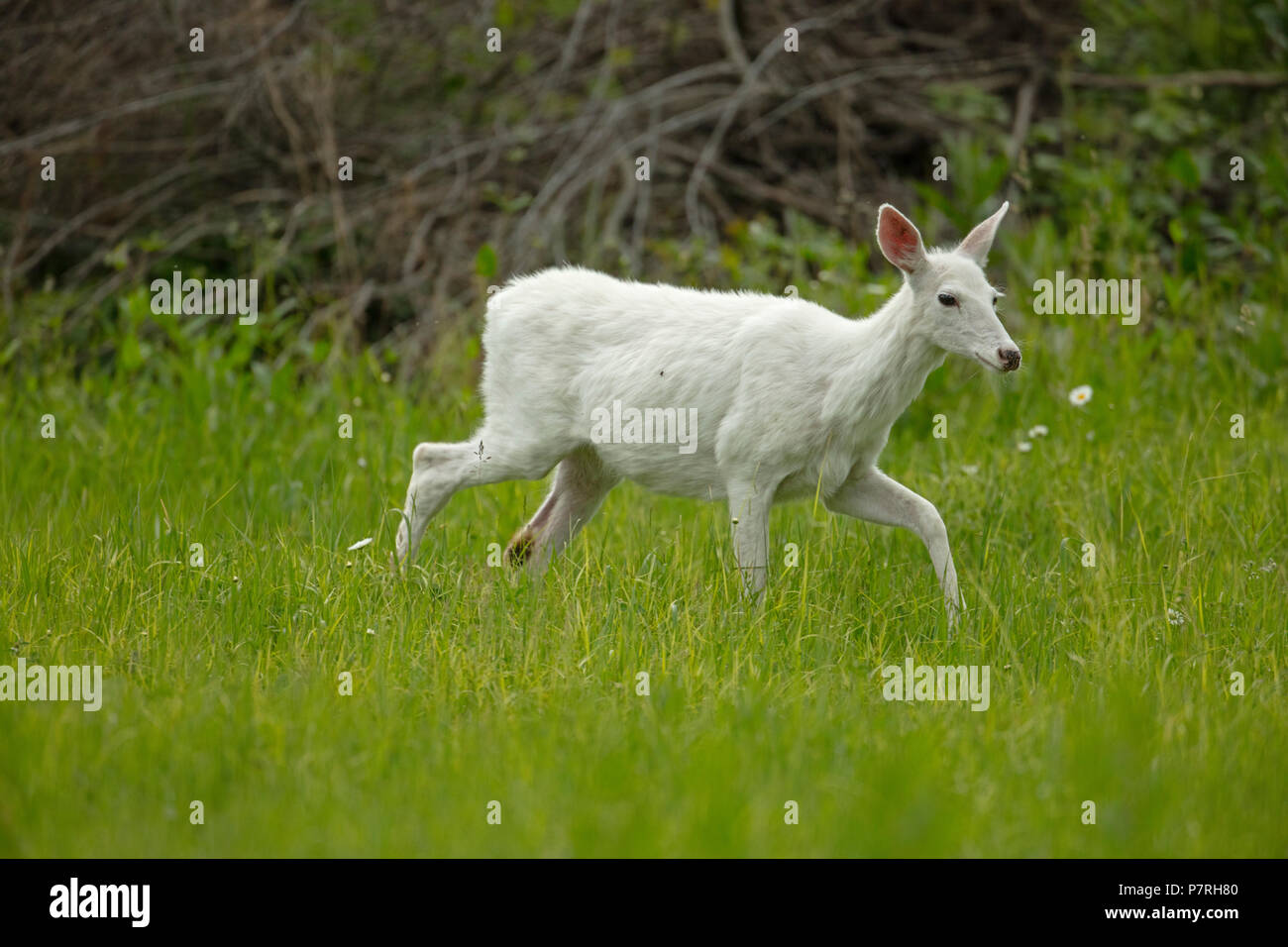 Whitetail Deer Doe High Resolution Stock Photography and Images - Alamy