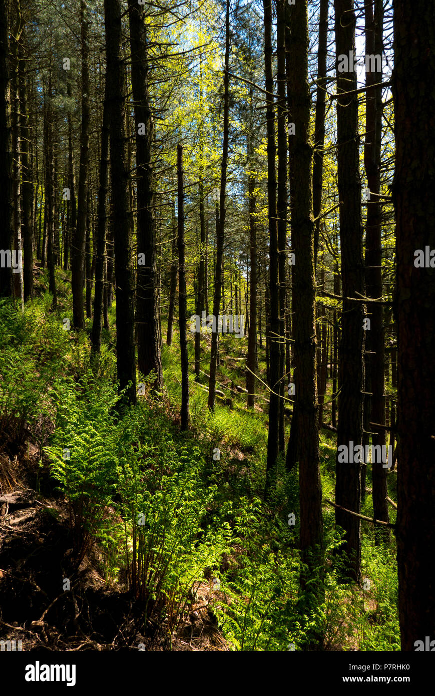 Woodland ferns hi-res stock photography and images - Alamy
