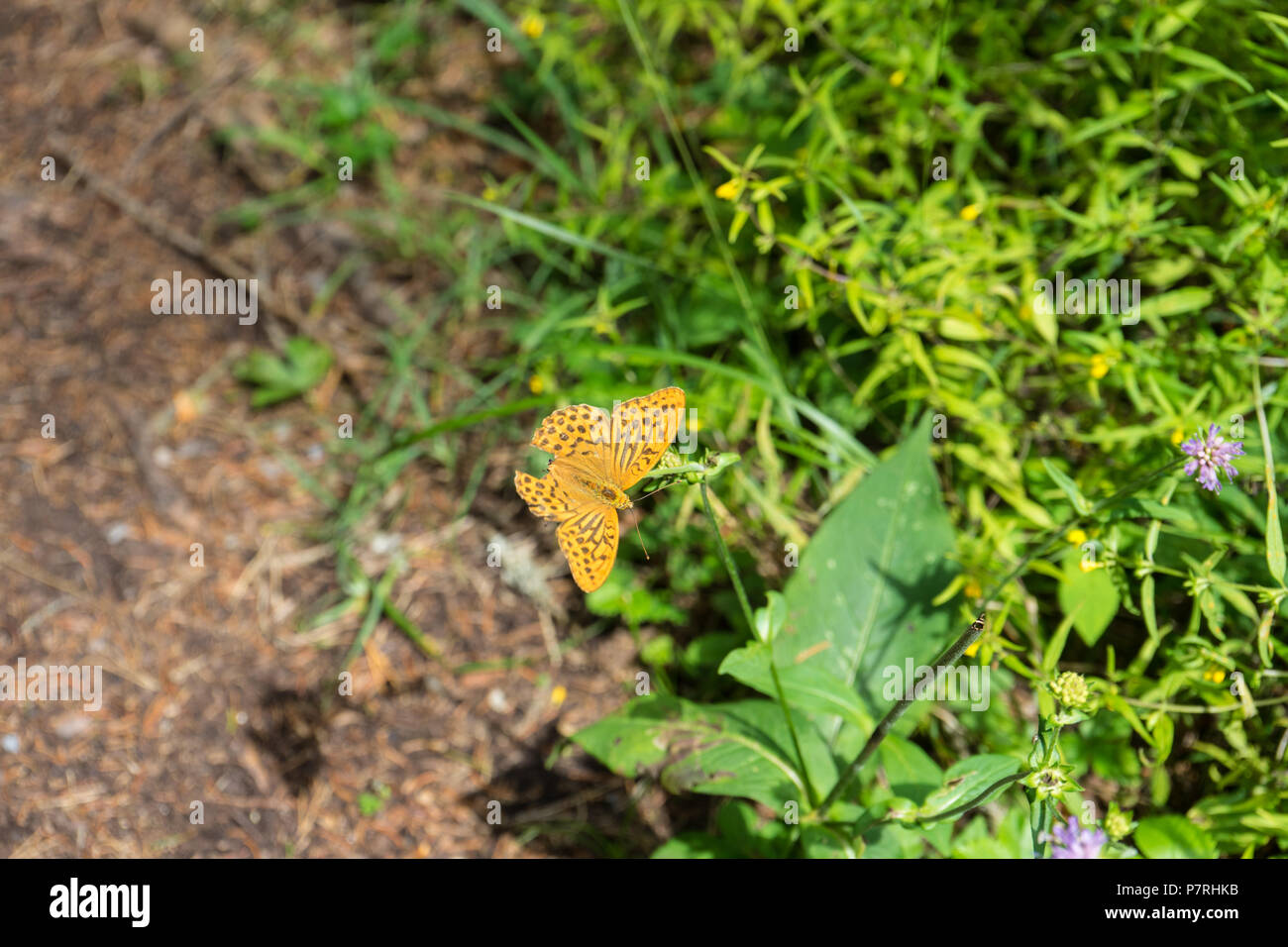 Monarch butterfly trail hi-res stock photography and images - Alamy
