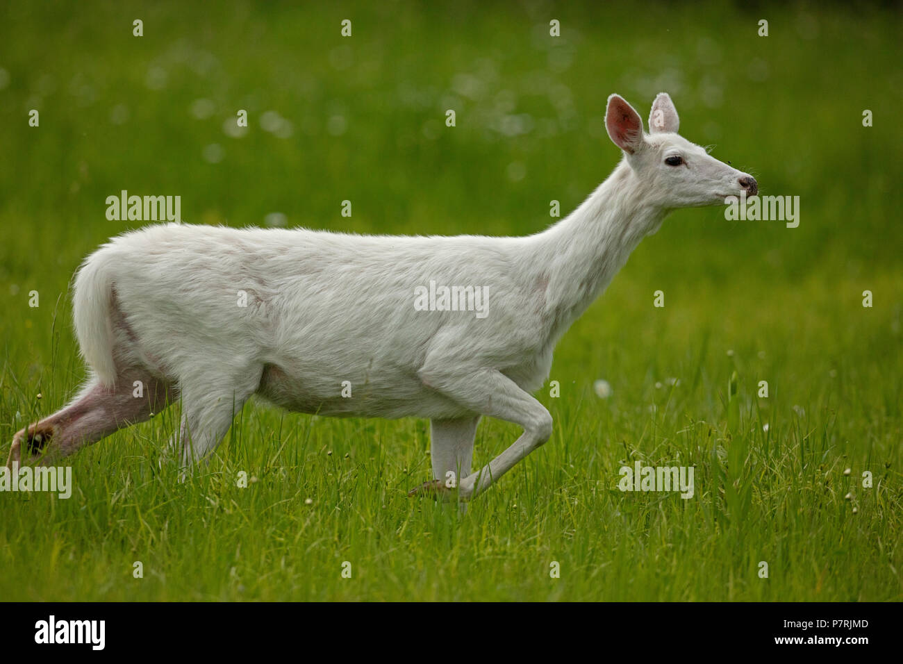 White white-tailed deer (Odocoileus virginianus), New York, leucistic ...
