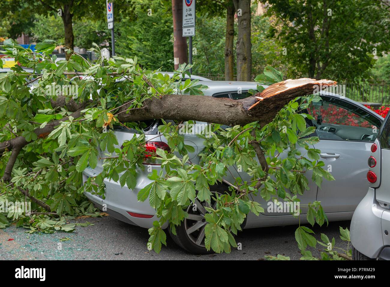 car ruined by the fall of a tree branch Stock Photo - Alamy