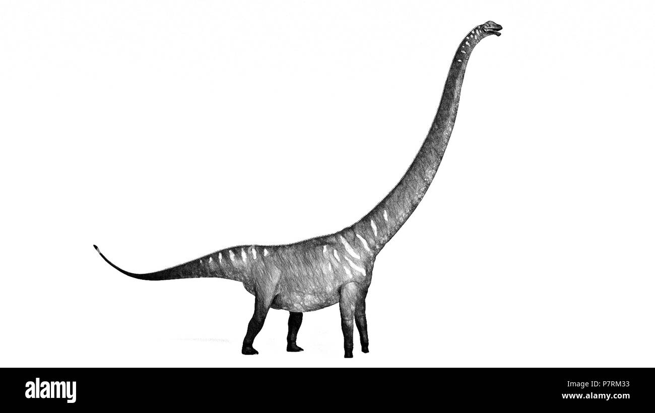 Mamenchisaurus fossil Black and White Stock Photos & Images - Alamy