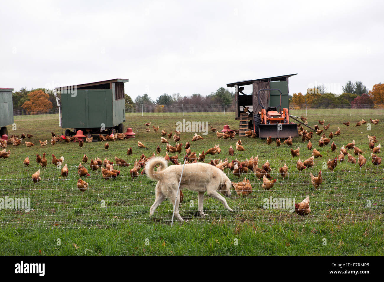 Chicken on a farm with a dog looking after them Stock Photo - Alamy