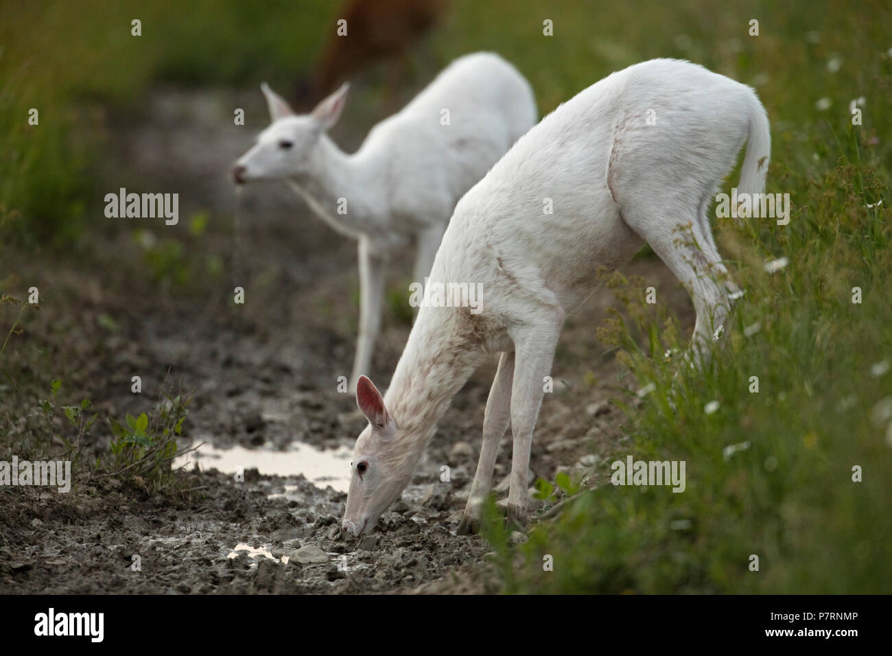 White white-tailed deer (Odocoileus virginianus), New York, leucistic ...
