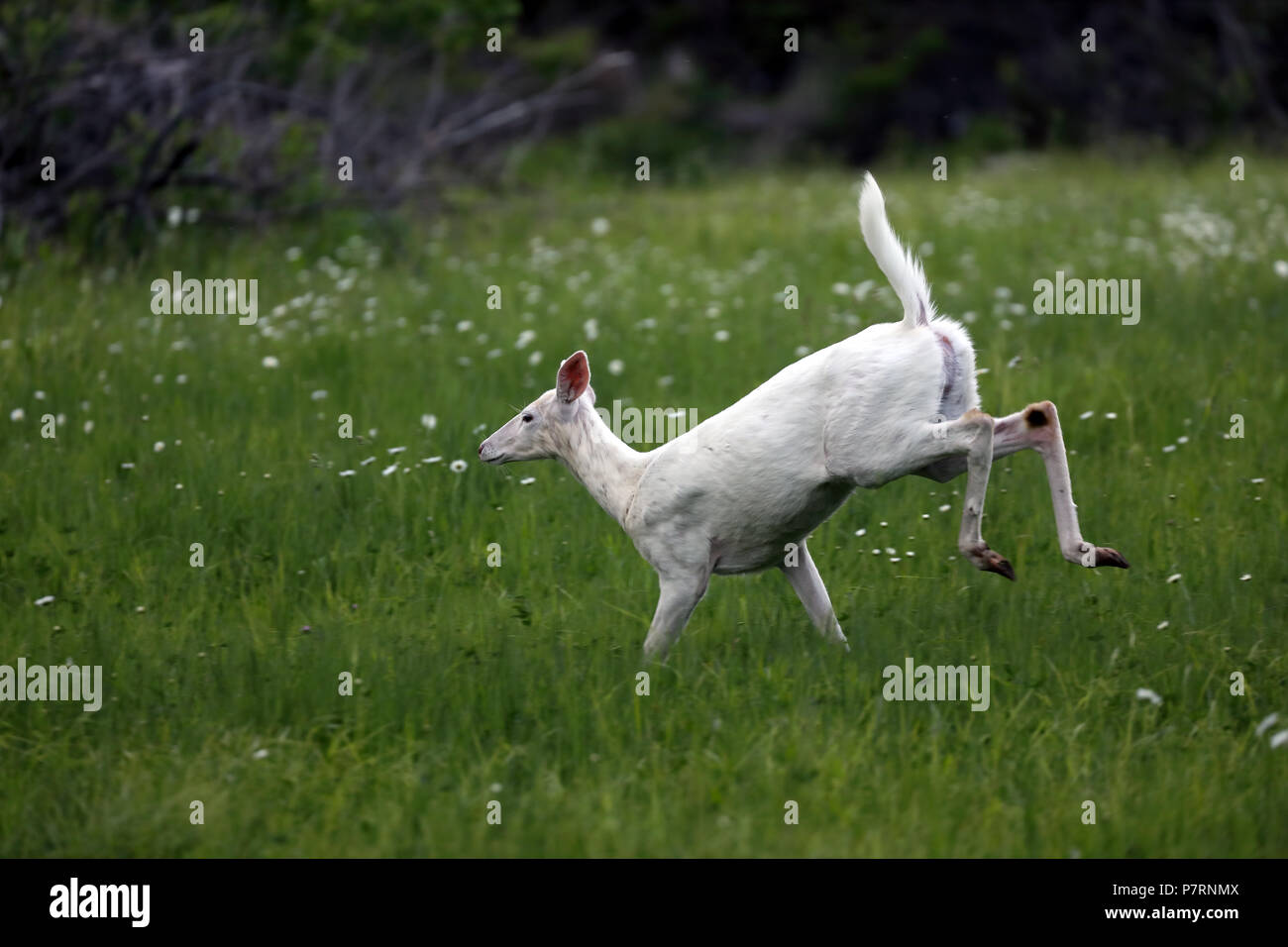 White white-tailed deer (Odocoileus virginianus), New York, leucistic ...