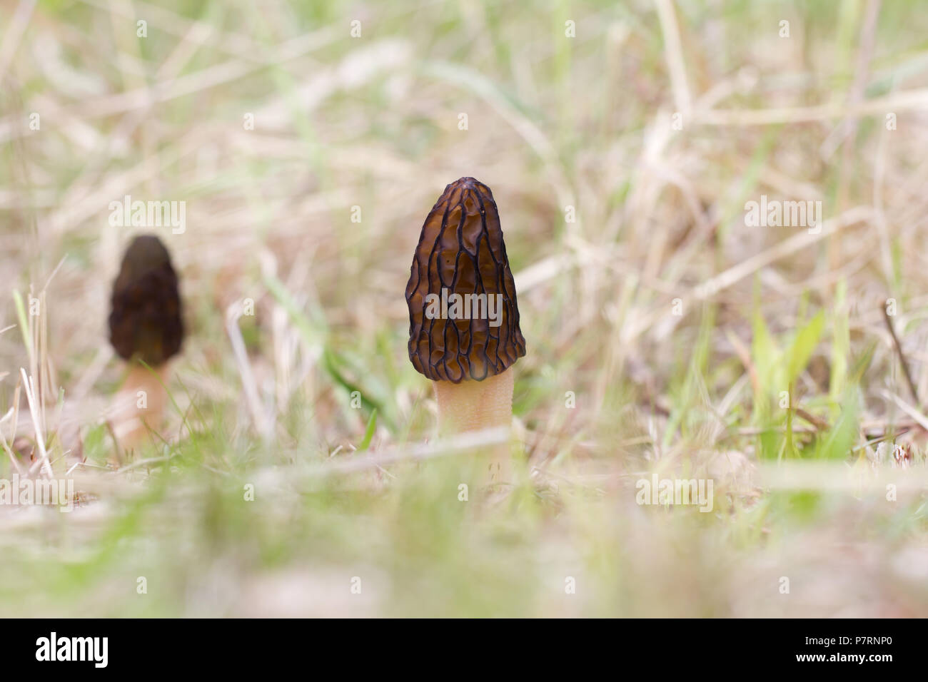 Morchellaceae hi-res stock photography and images - Alamy