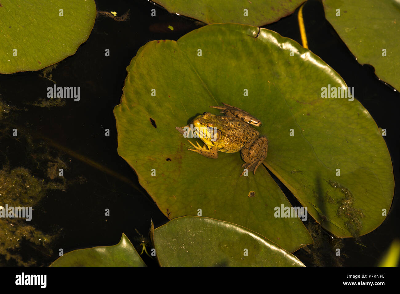 Frog rana clamitans hi-res stock photography and images - Alamy