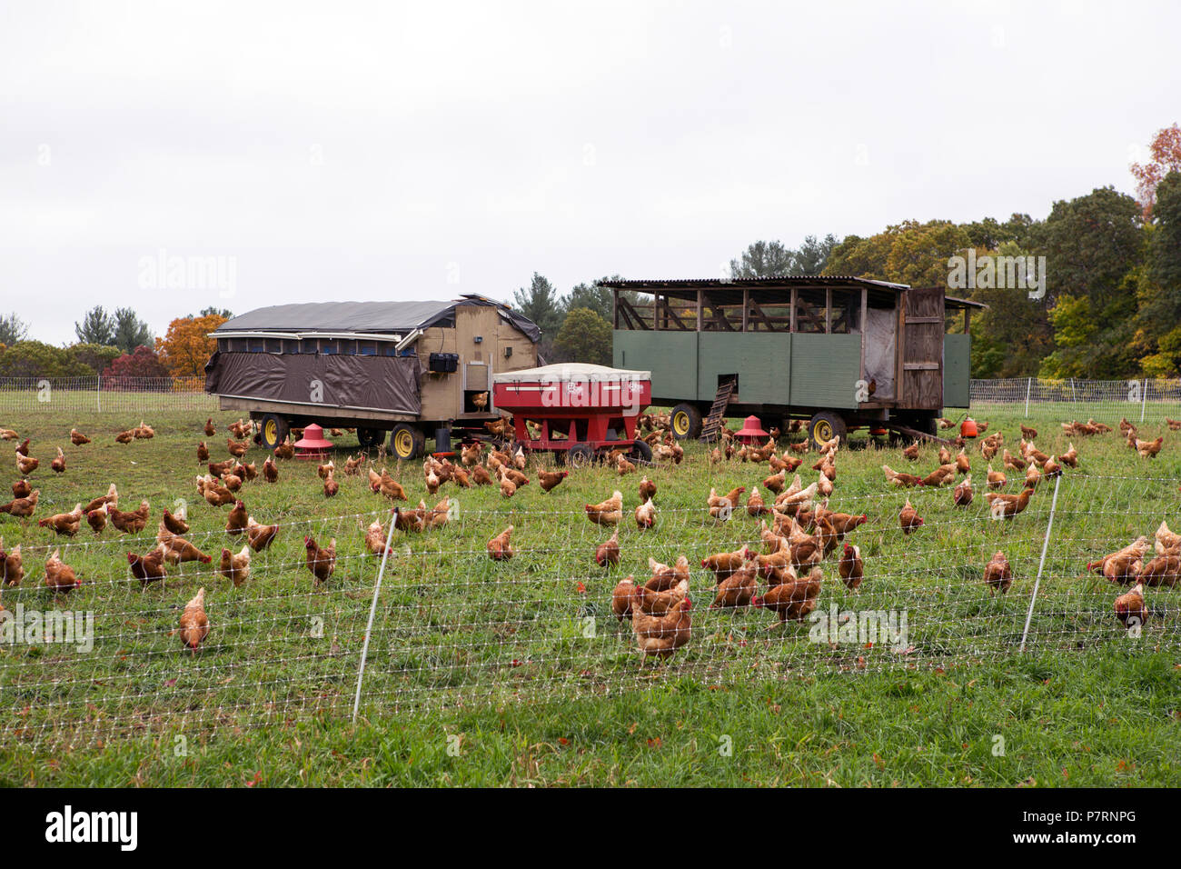 Chicken on a farm with a dog looking after them Stock Photo - Alamy