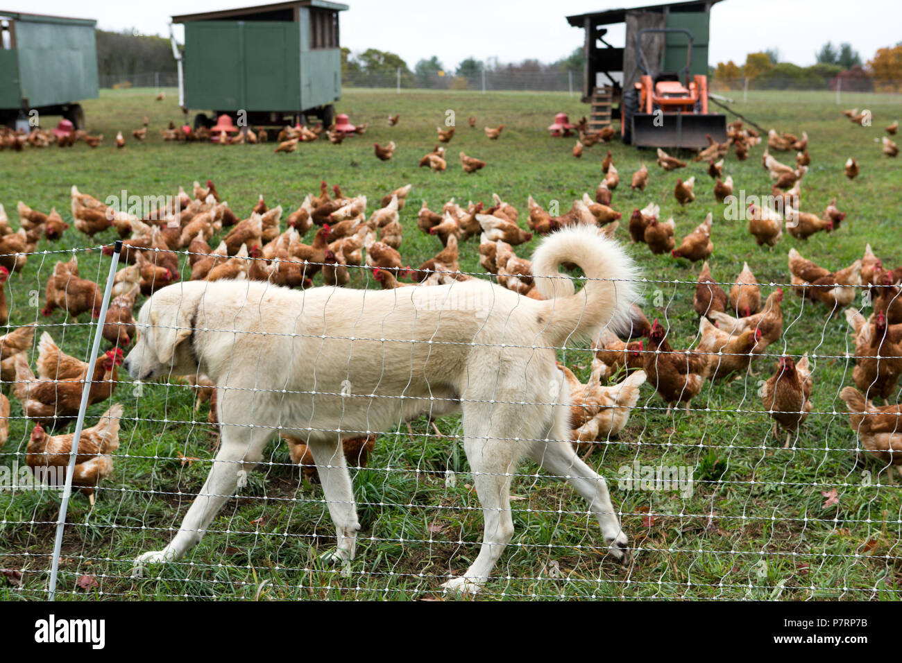 A rooster on the fence hi-res stock photography and images - Alamy