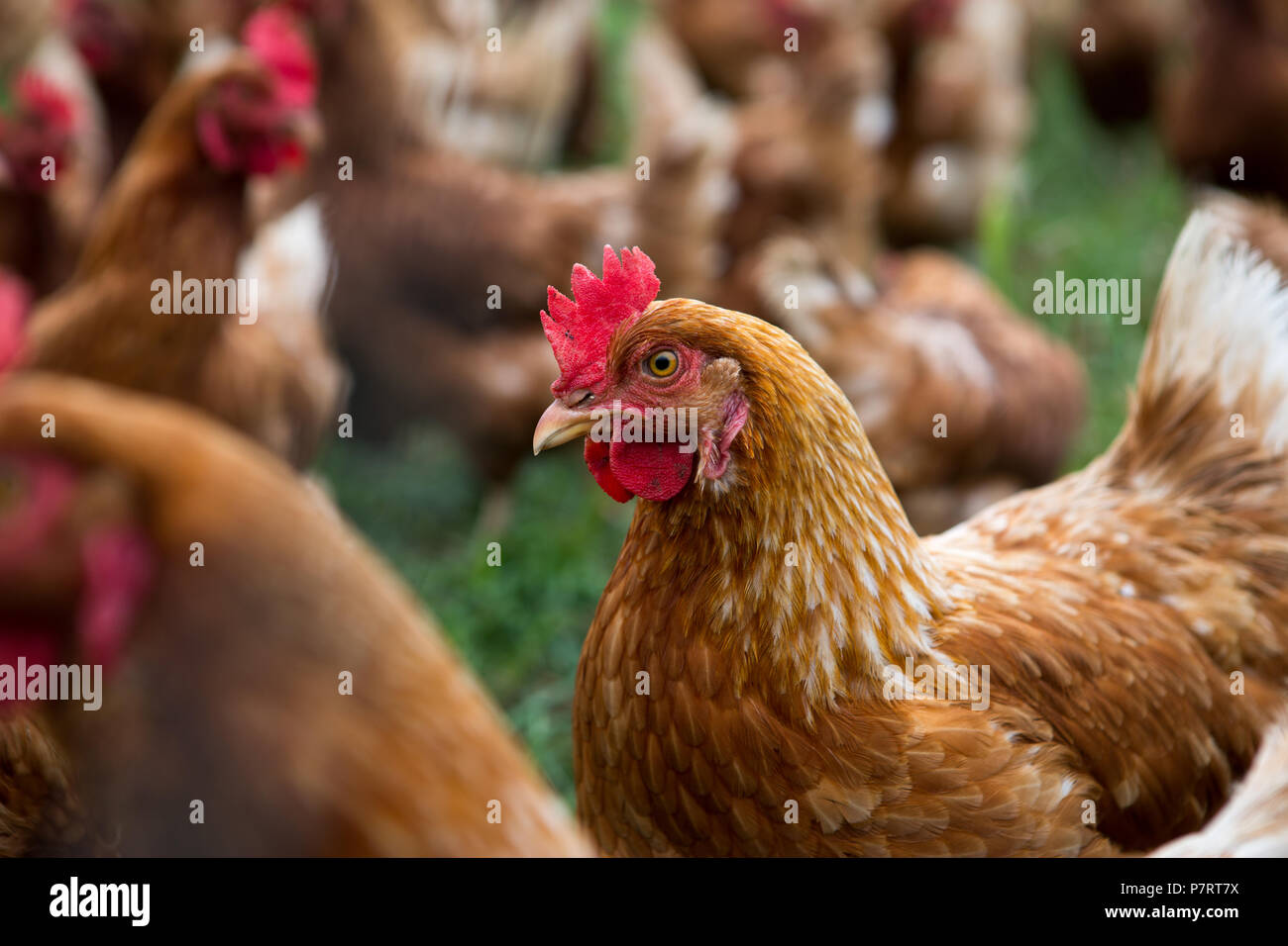 Chicken on an organic farm Stock Photo - Alamy