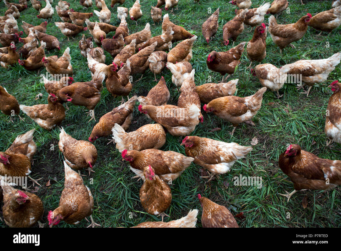 Looking after eggs hi-res stock photography and images - Alamy