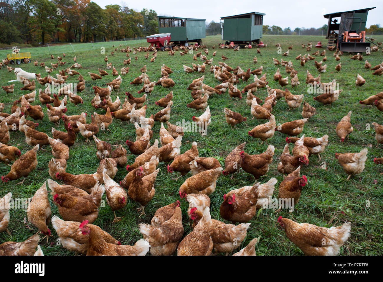 Chicken on a farm with a dog looking after them Stock Photo - Alamy