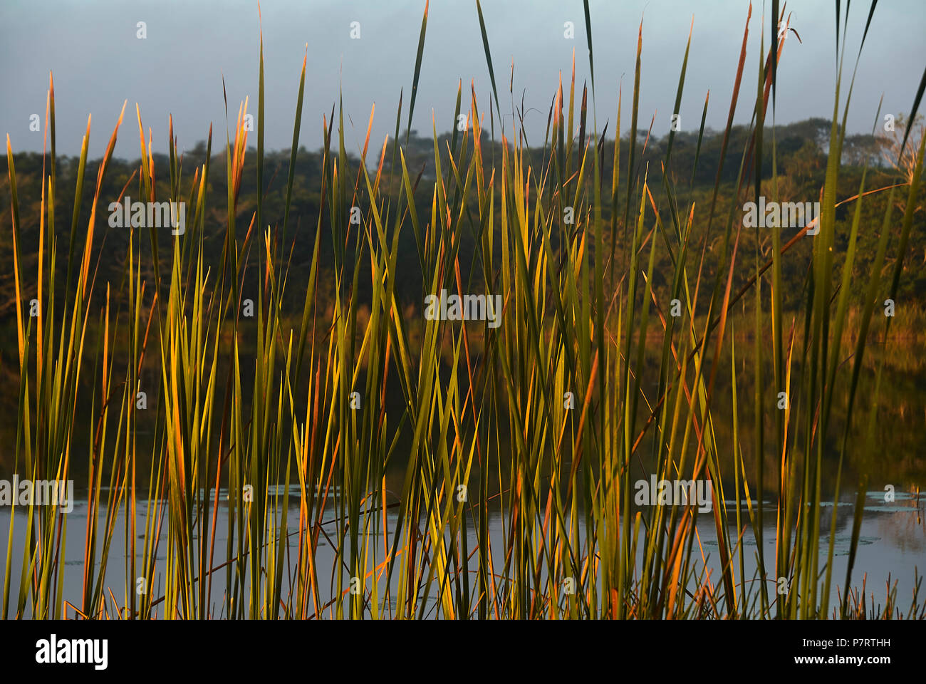 Sunrise backlighted grass Stock Photo - Alamy