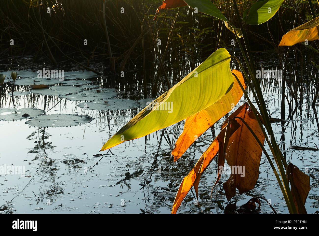 Translucent leaves hi-res stock photography and images - Alamy