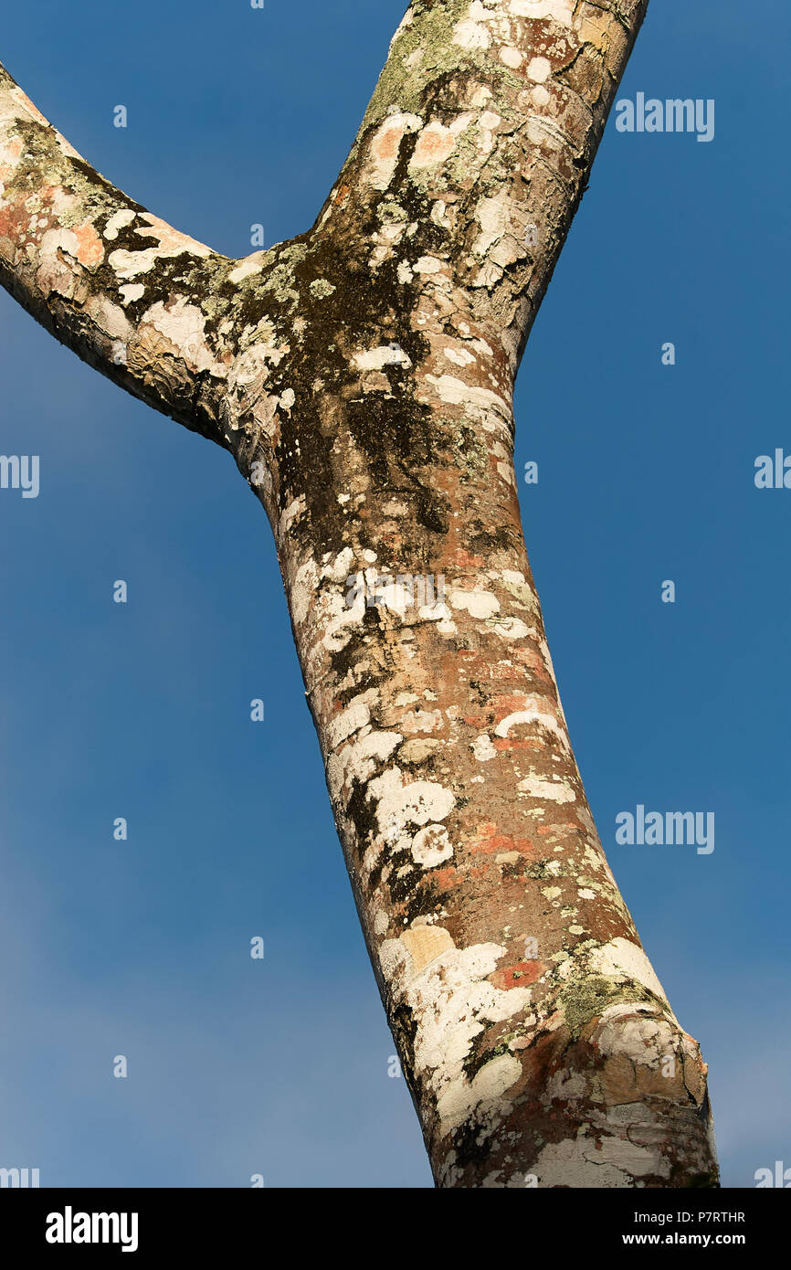Campeche tree hi-res stock photography and images - Alamy